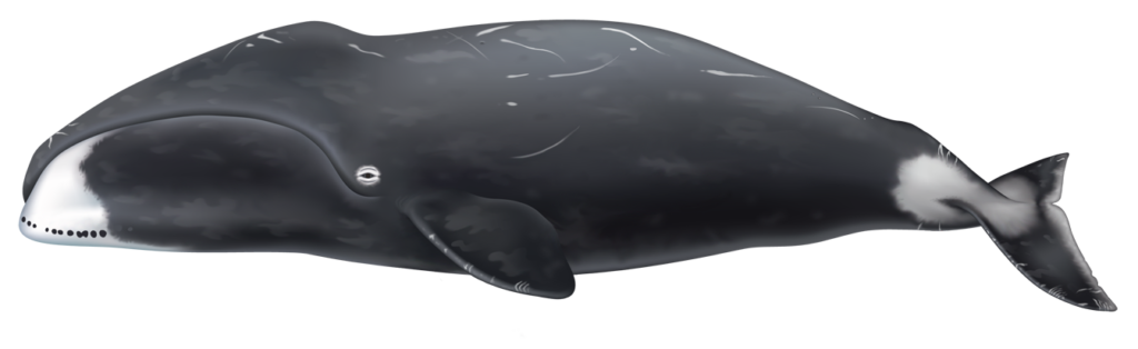 Balaena mysticetus adult - Society for Marine Mammalogy