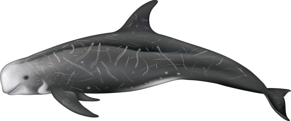 Grampus griseus - Society for Marine Mammalogy