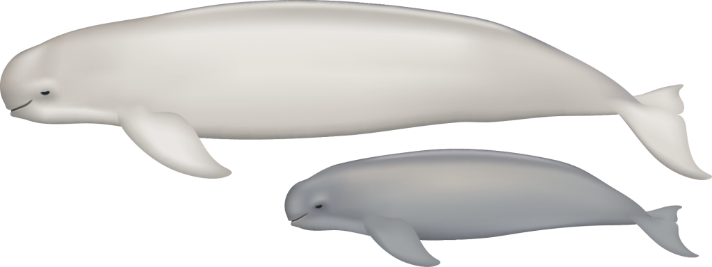 Neophocaena asiaeorientalis - Society for Marine Mammalogy