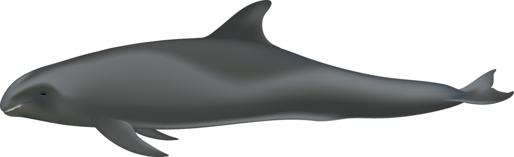 Peponocephala electra - Society for Marine Mammalogy